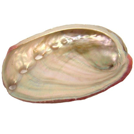 Small Red Abalone Shell | Alternity